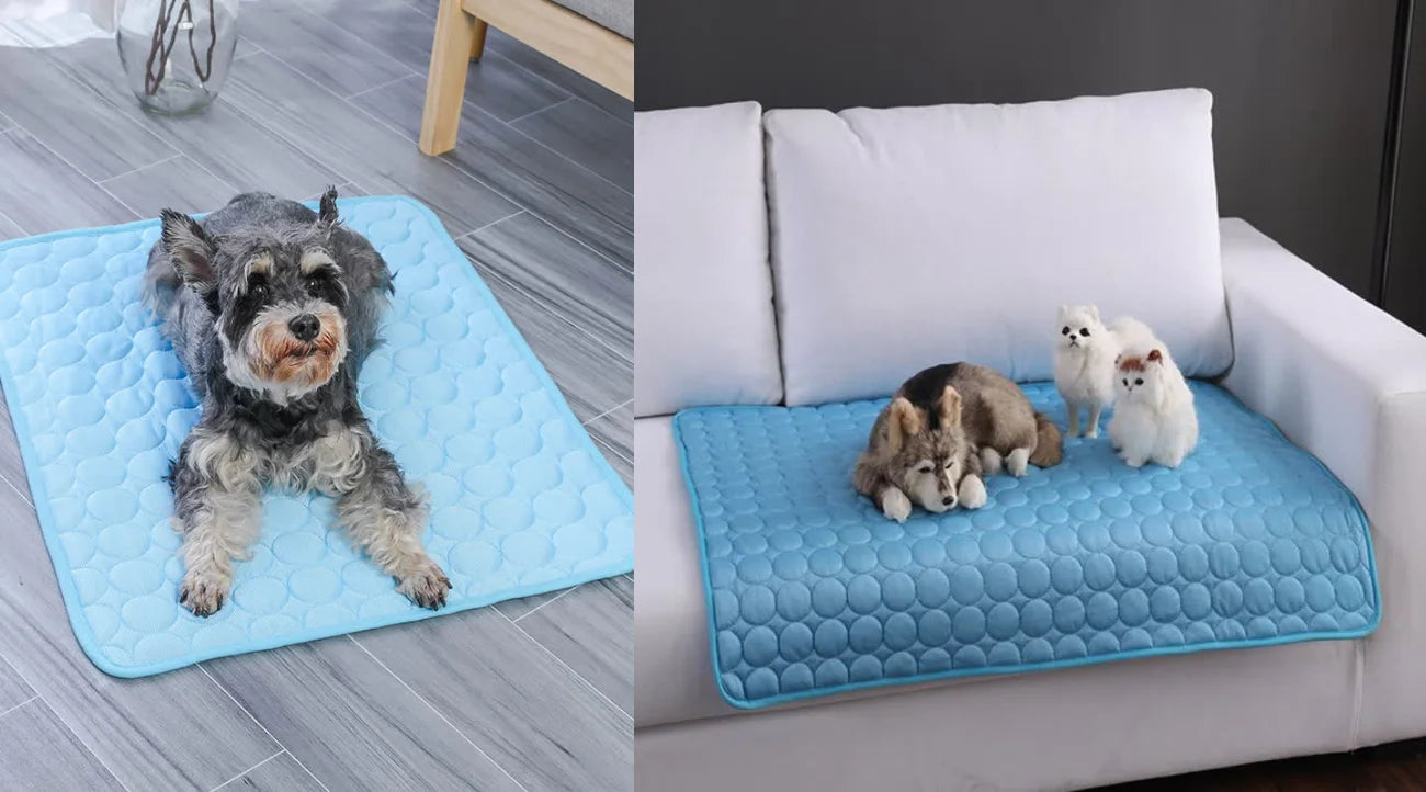 Why Do Dogs Dig on Beds And Couches? – ownkoti
